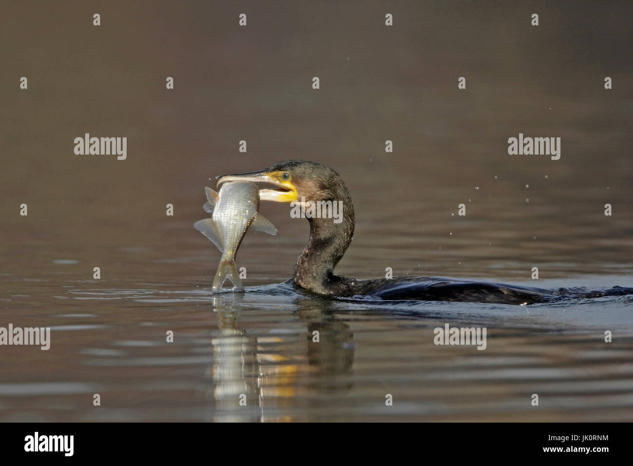 Cormorant with fish, Kormoran mit Fisch Stock Photo - Alamy