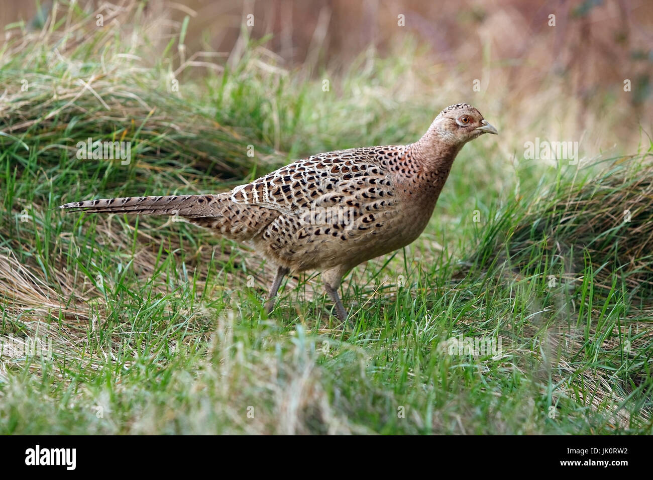 Fasanenhenne hi-res stock photography and images - Alamy