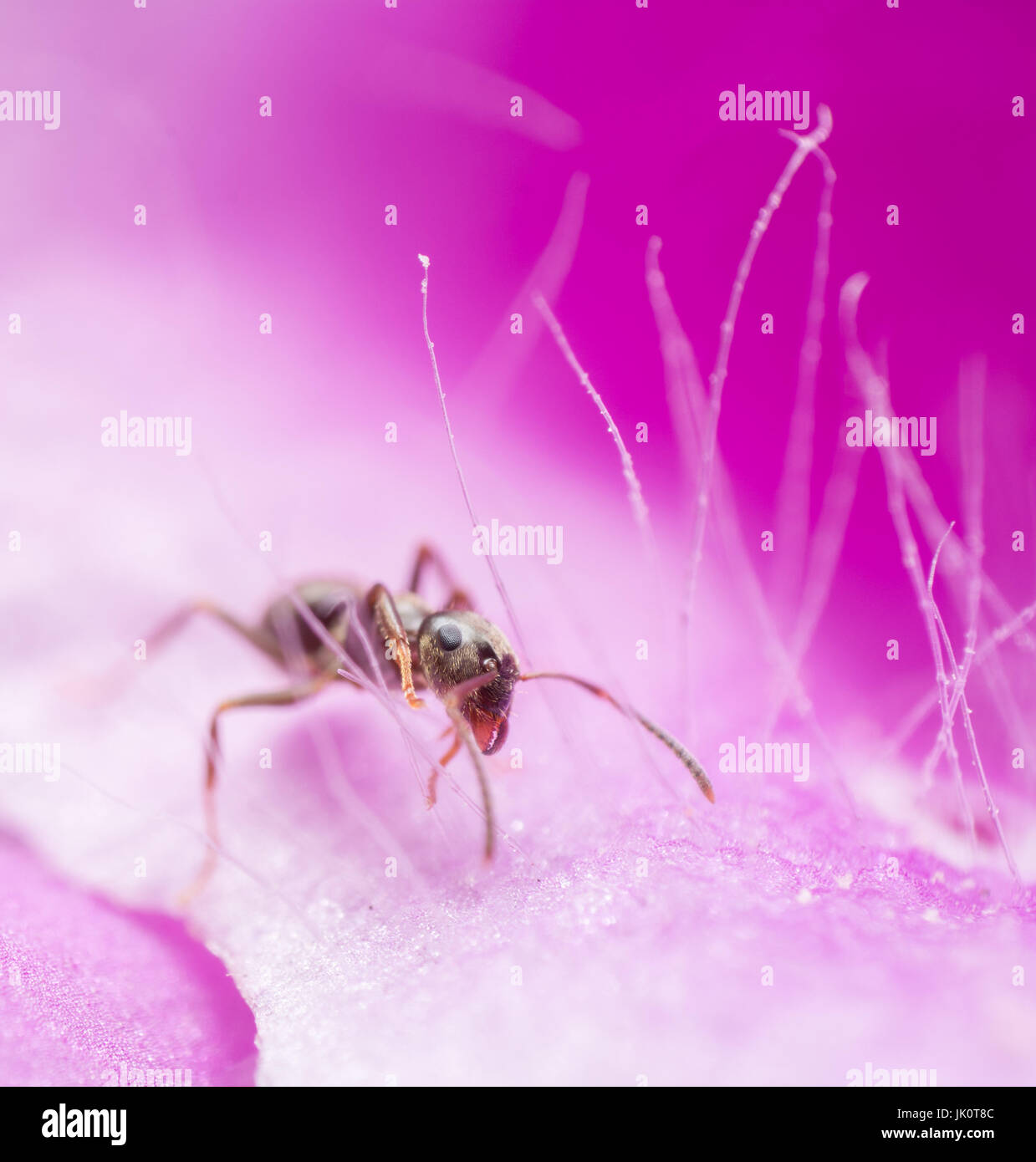 A close up of tiny ant in a magical and dreamy pink world Stock Photo ...
