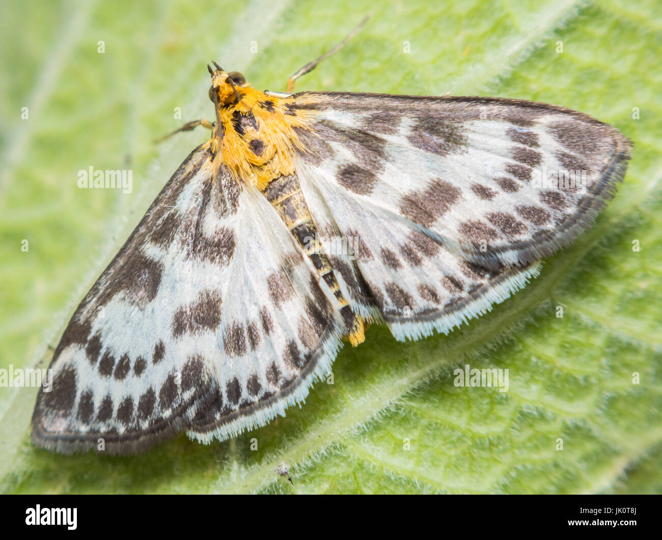 Extreme detailed close up of the small magpie. Scientific name of the ...