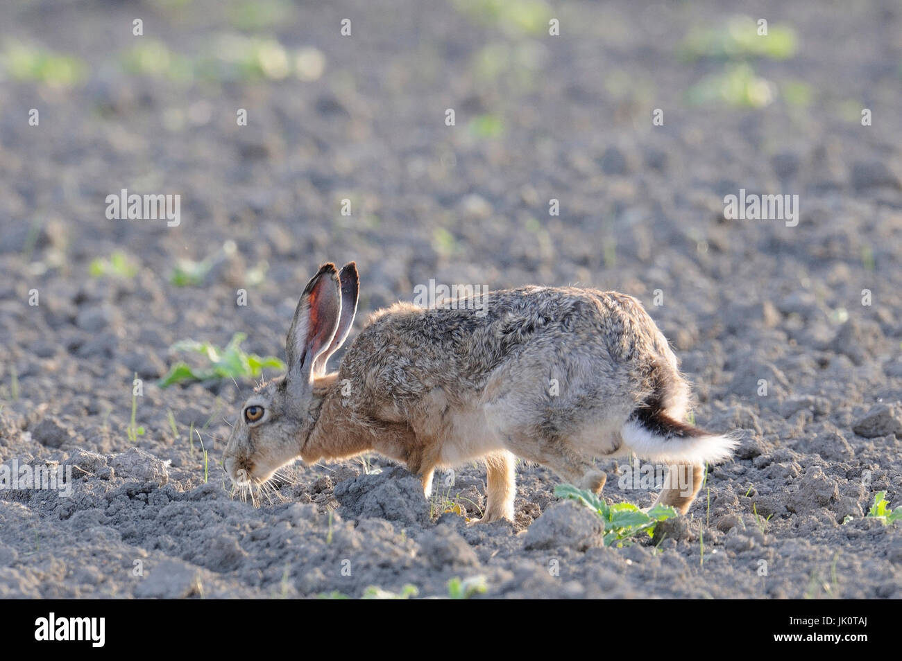 Field hare Lepus europaeus, Feldhase Lepus europaeus Stock Photo - Alamy
