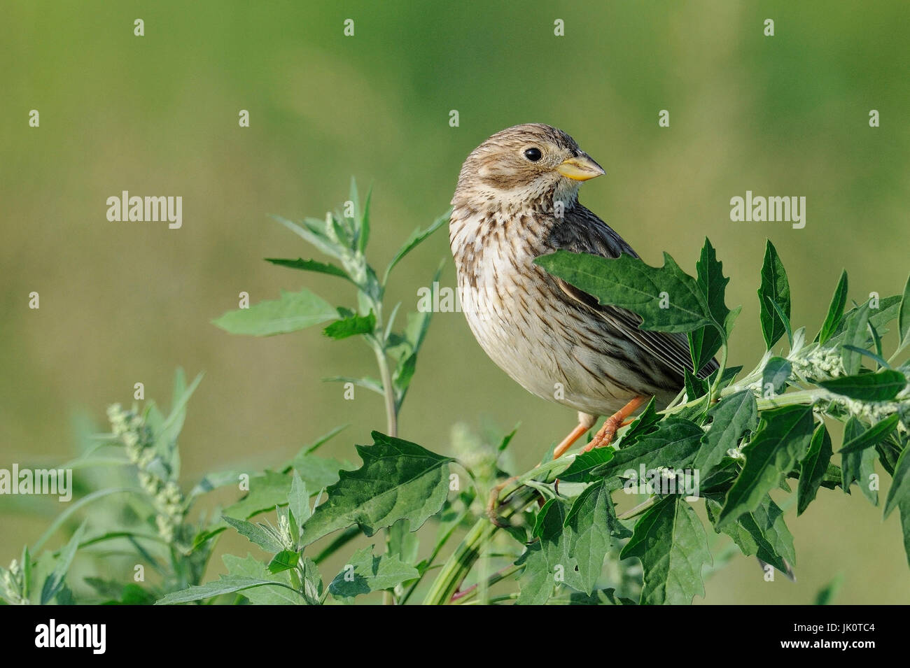 Grey bunting Miliaria calandra, Grauammer Miliaria calandra Stock Photo ...