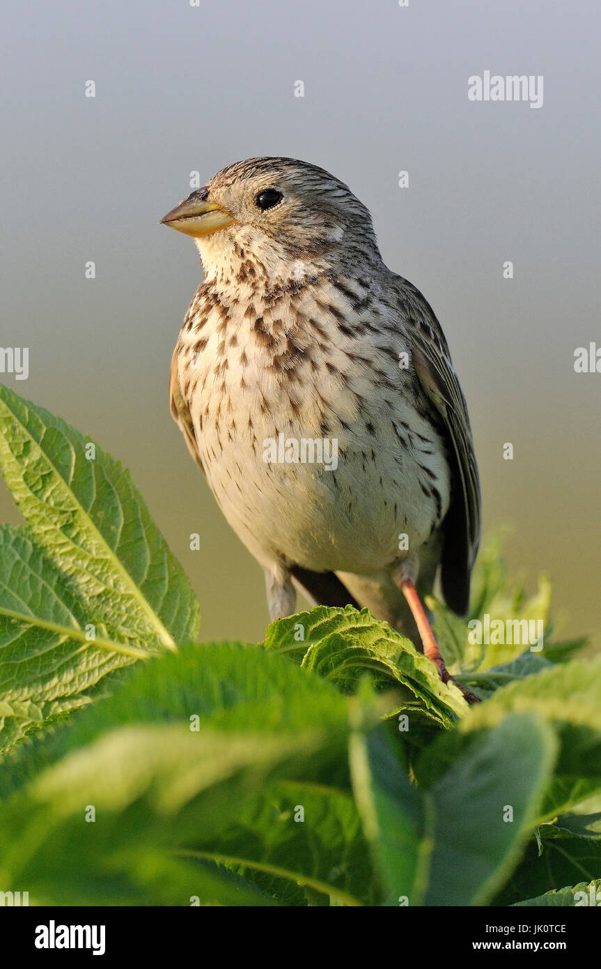 Grey bunting hi-res stock photography and images - Alamy