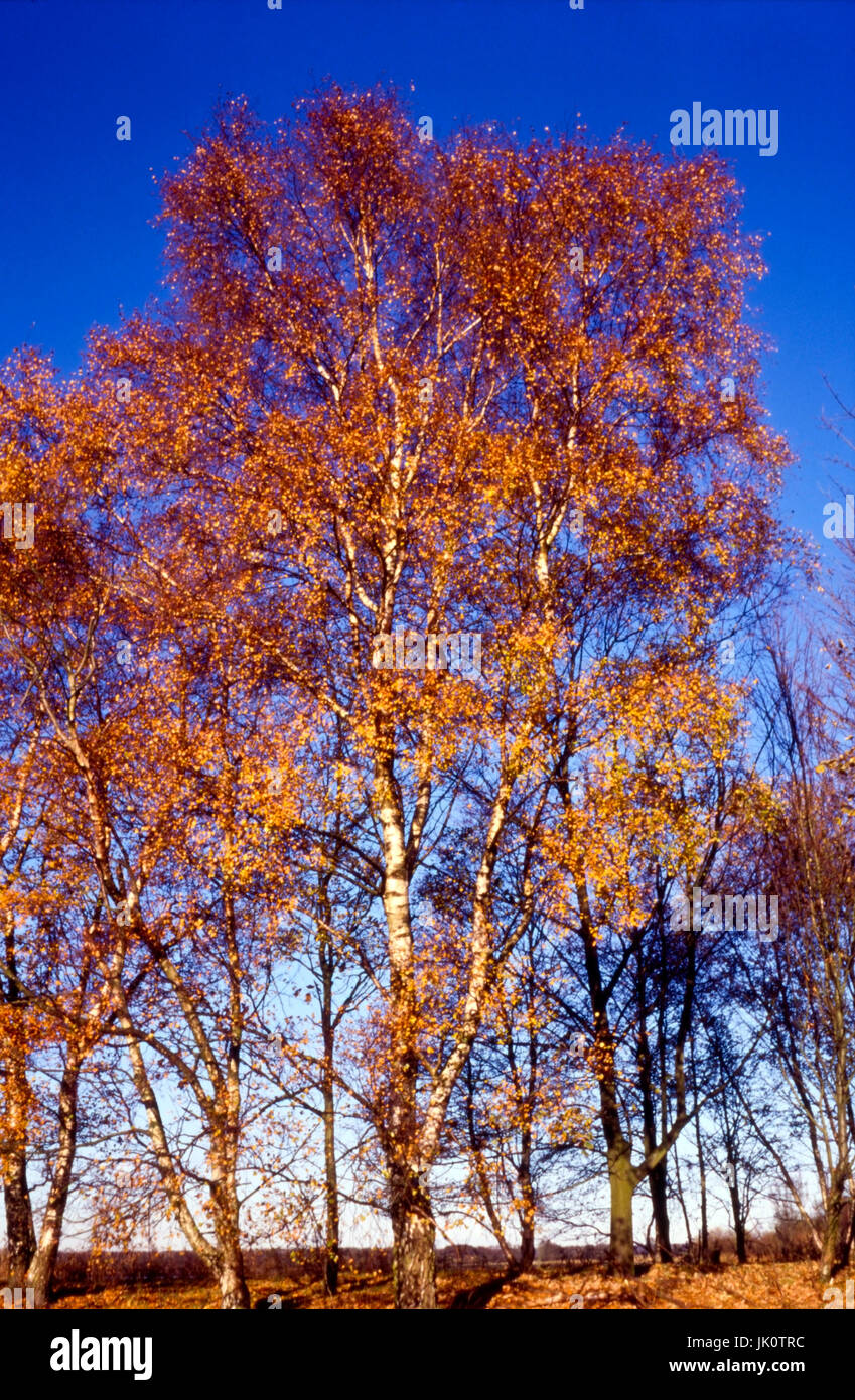 birches in the autumn foliage. birches in case colours, birken im ...
