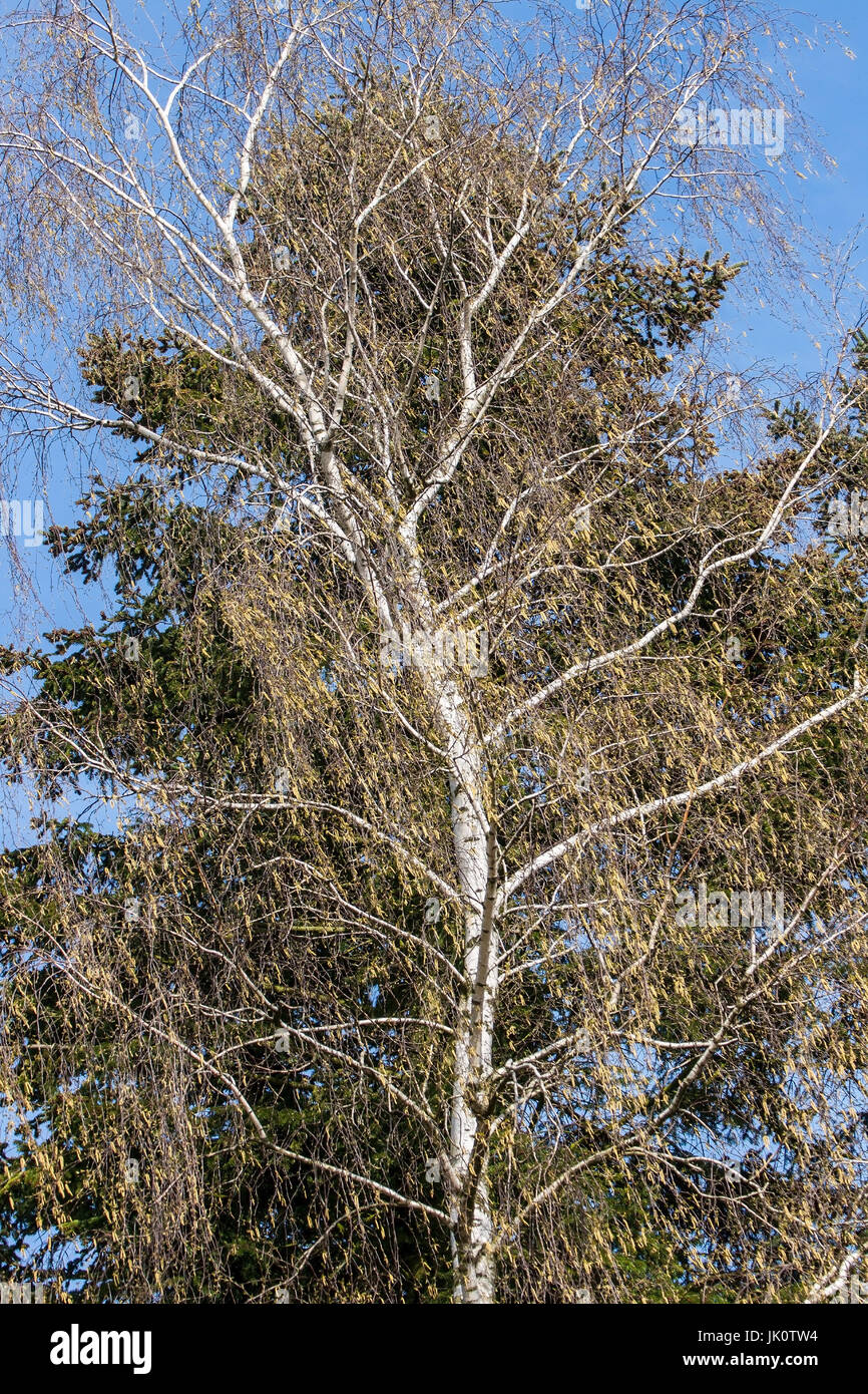 bald birch with first one sprouted before dark spruce, kahle birke mit ...