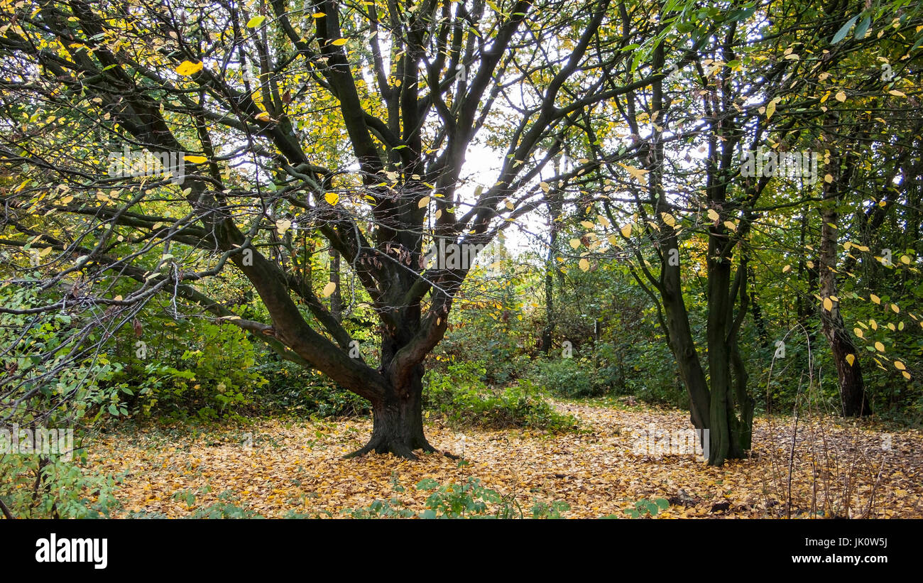 hornbeam-carpinus betulus-with ground to covering case foliage. leaves ...