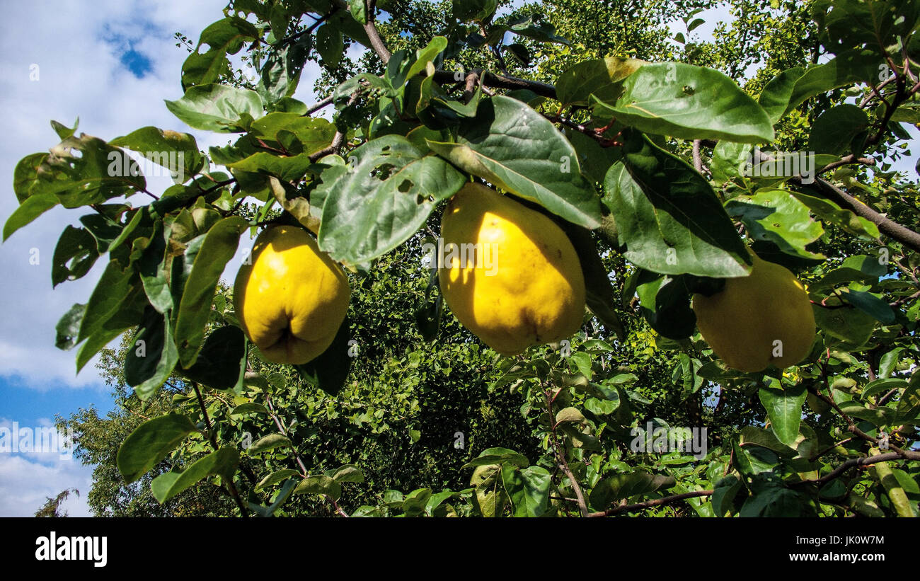 yellow quince fruits in a branch, gelbe quittenfruechte an einem ast ...