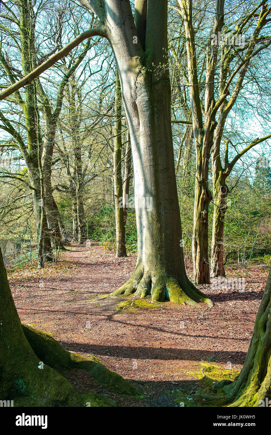 Copper beeches hi-res stock photography and images - Alamy