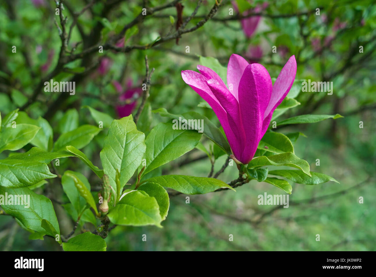 magenta-mauve magnolia blossom in the branch, purpurlila ...