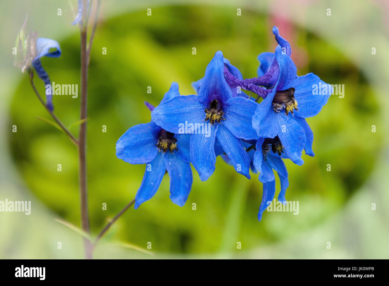 Blue larkspur hi-res stock photography and images - Alamy