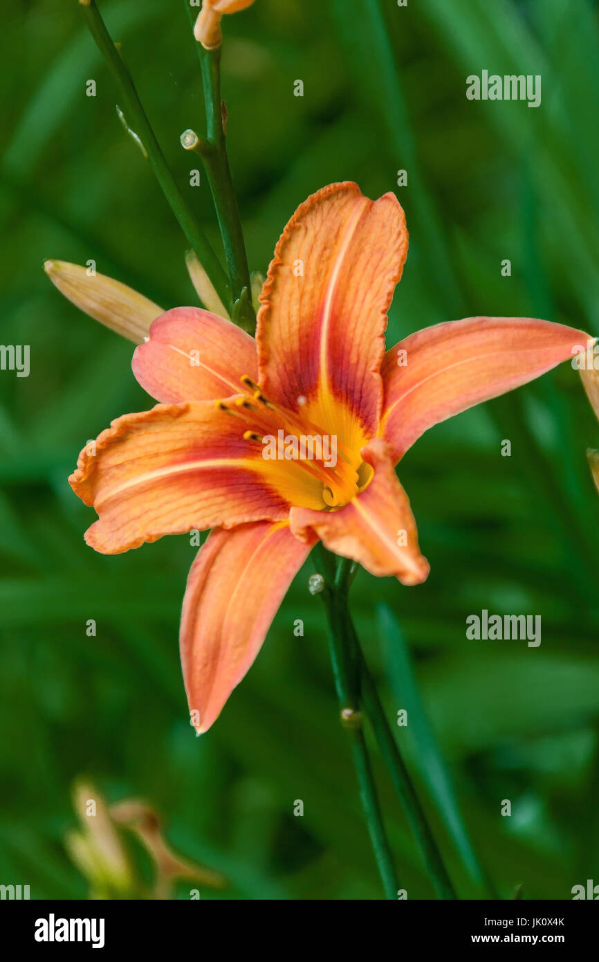 flower stalk with orange day lily, bluetenstaengel mit orangefarbener ...