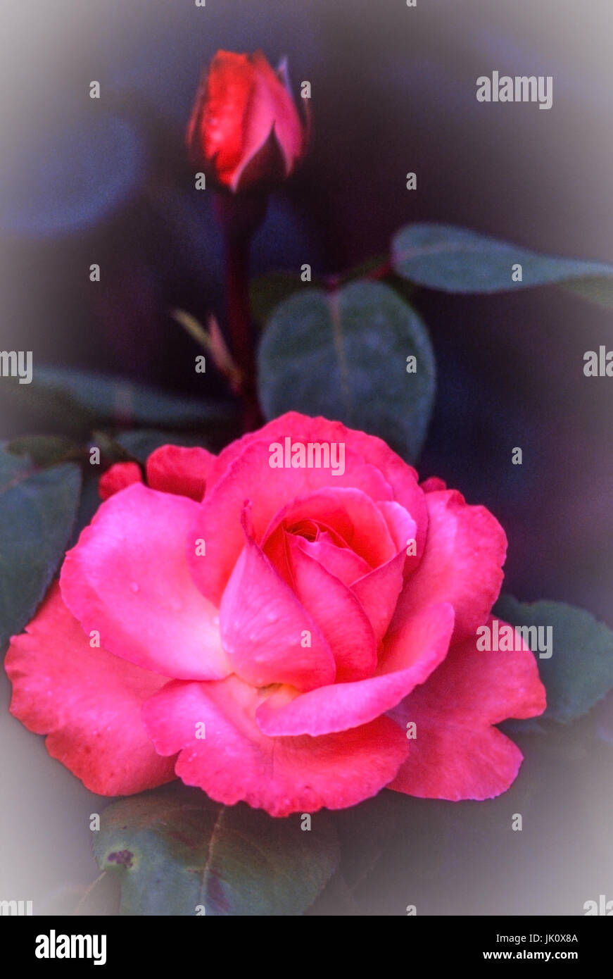 Hellrote rose hi-res stock photography and images - Alamy