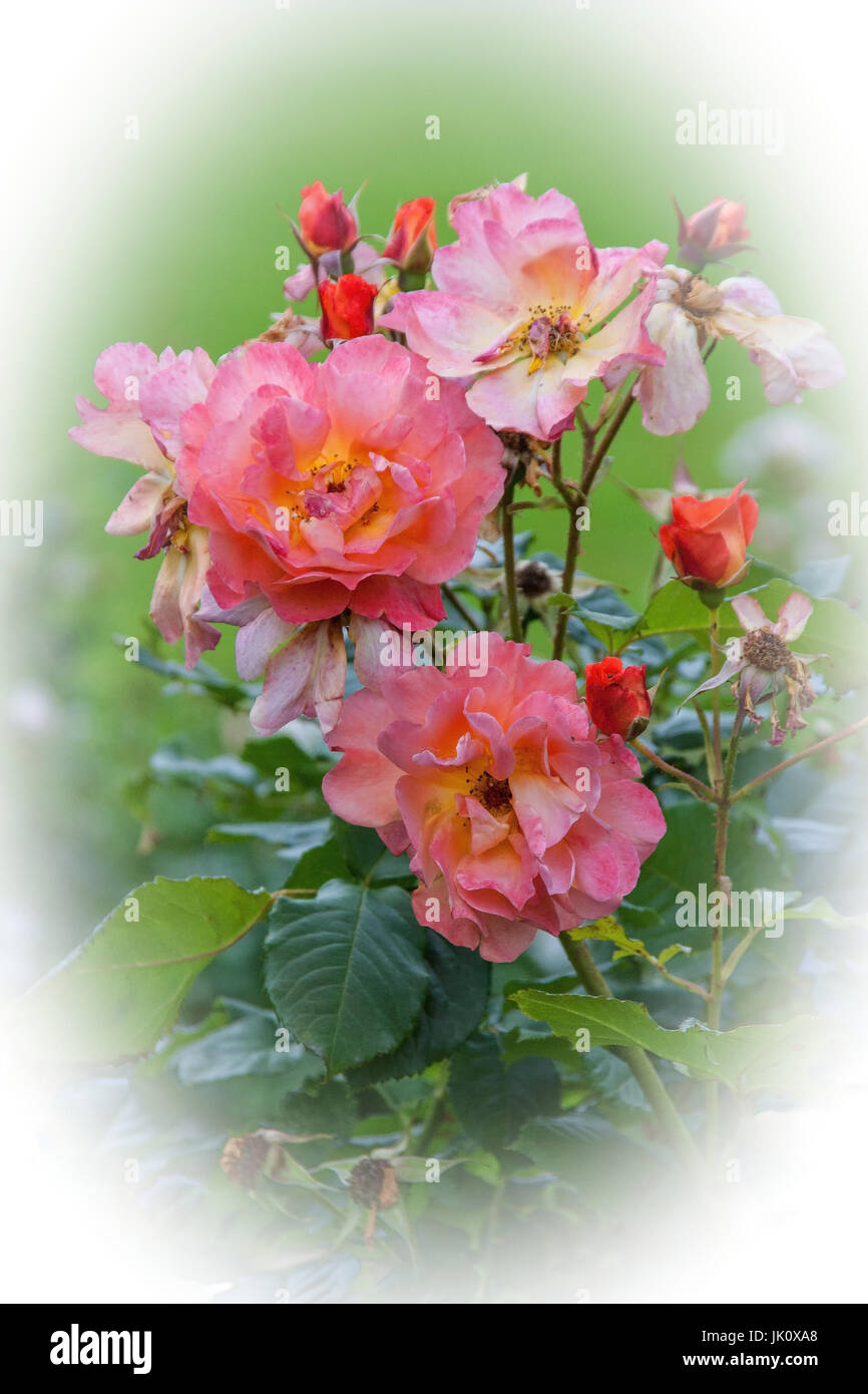 branch with tender pink-coloured rose blossoms and bud, zweig mit ...