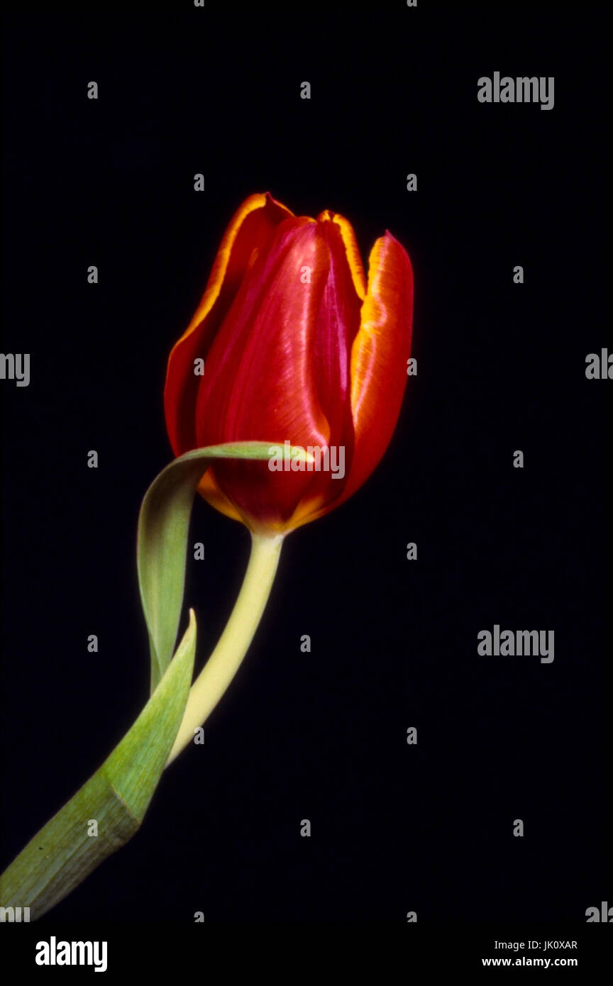 "single red tulip with gelbgerandeten petals before dark background ...
