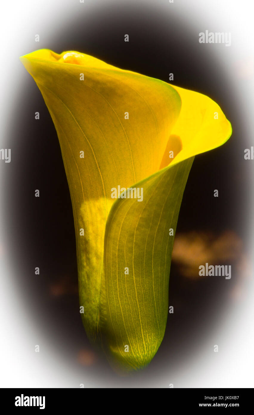 "calyx yellow kalla (zantedeschia) before dark background. calyx of a ...