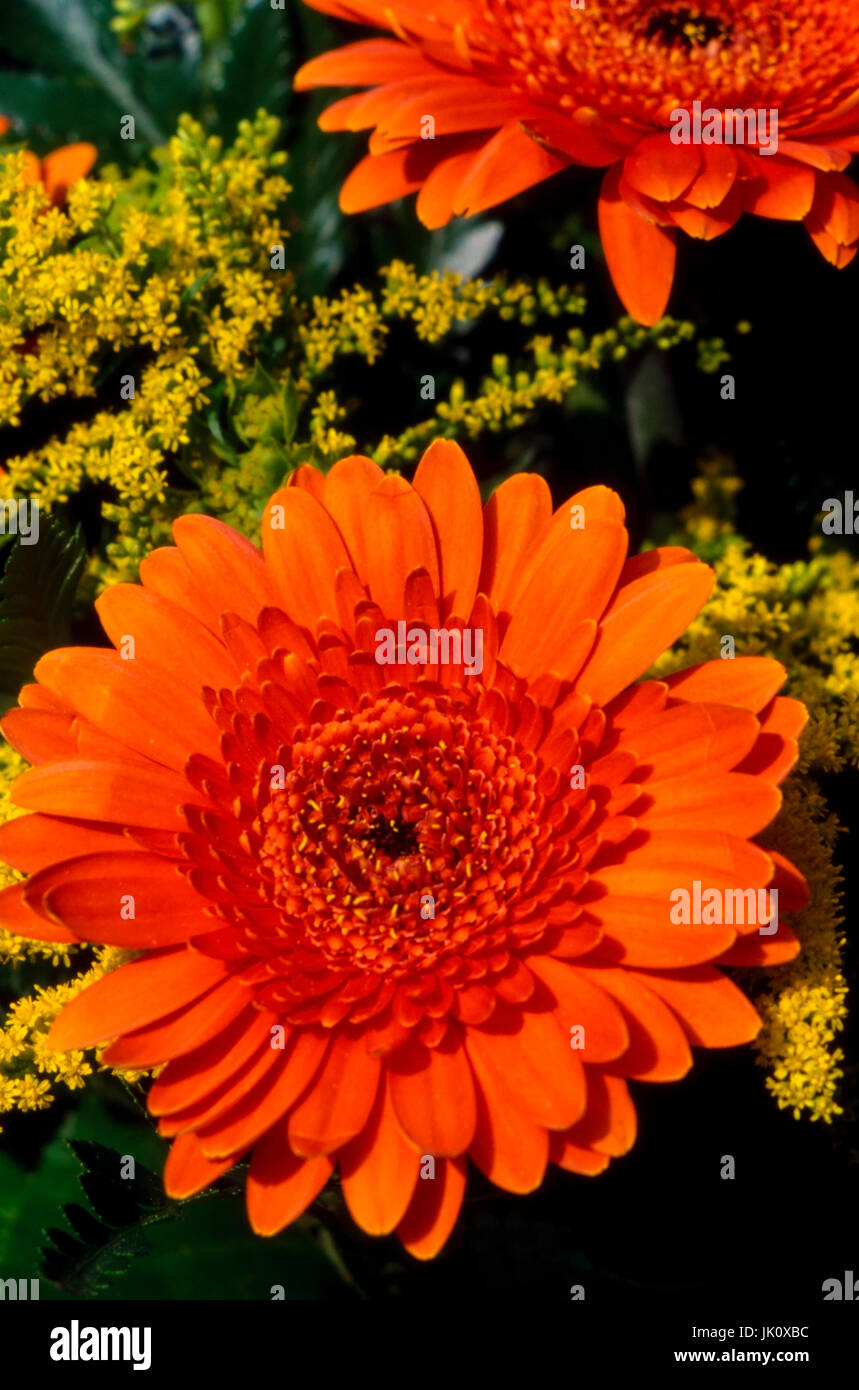 orange gerbera in a coloured bouquet. orange gerbera within a mixed ...