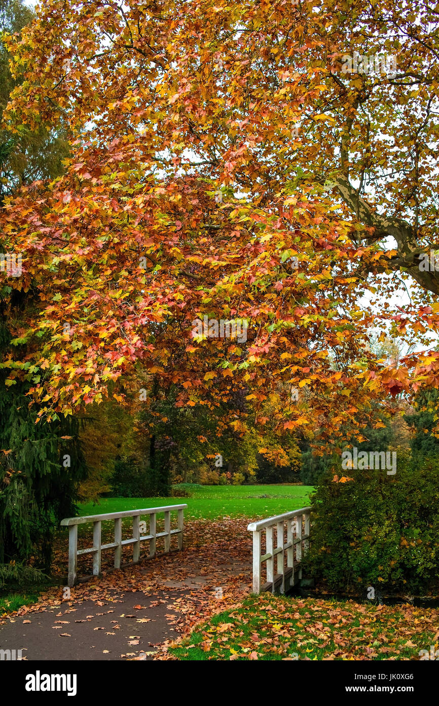 white wooden bridge under autumnally leafy plane tree, weisse ...