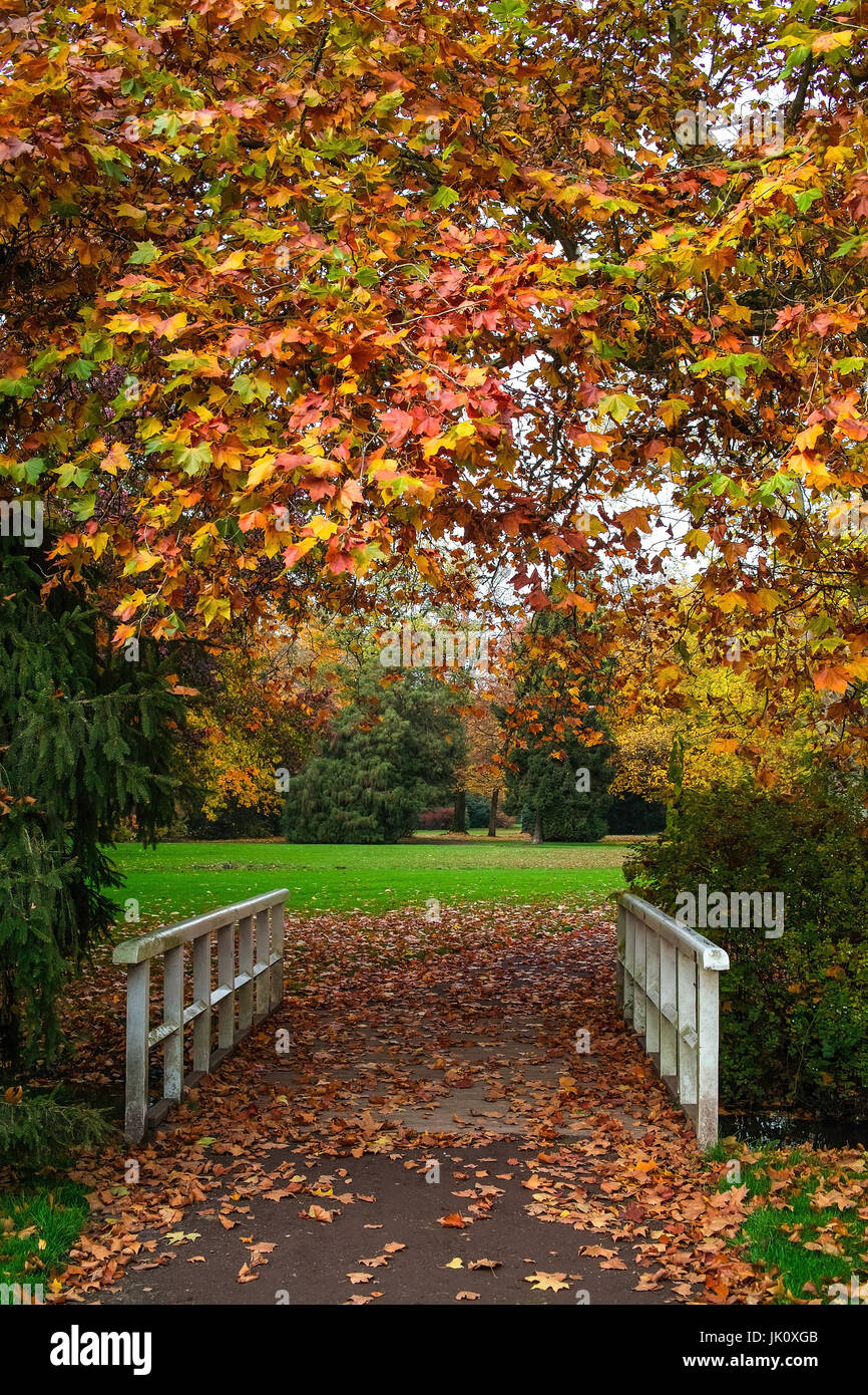 white wooden bridge under autumnally leafy plane tree, weisse ...