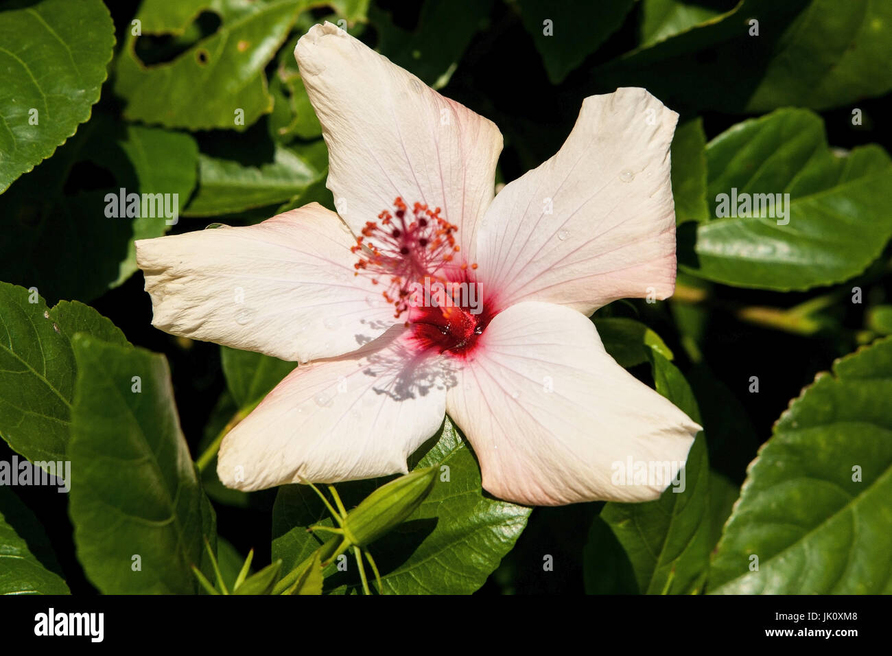 cream-coloured hibiscusbluete, cremefarbige hibiscusbluete Stock Photo ...