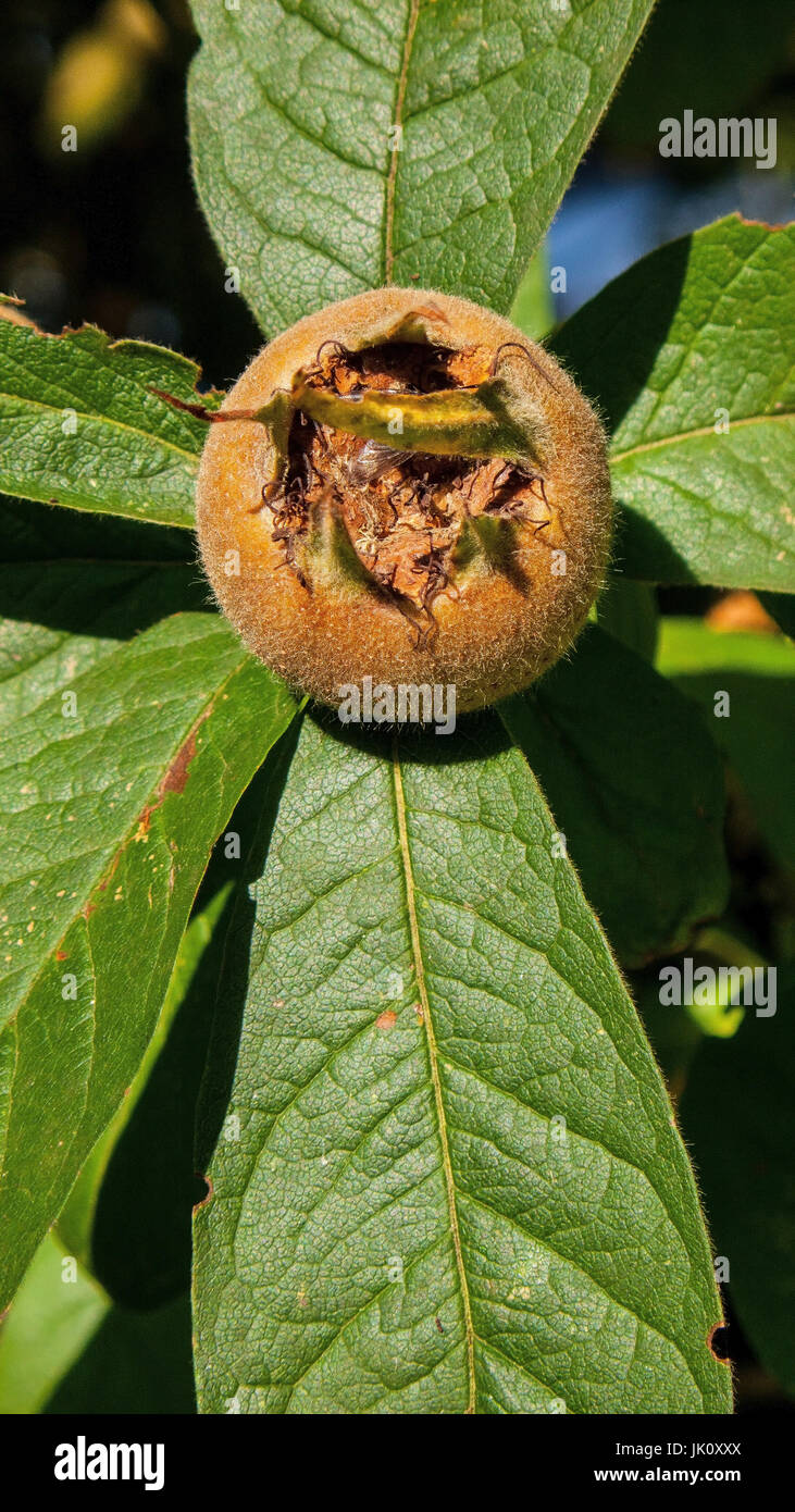 Form vertikal hi-res stock photography and images - Alamy