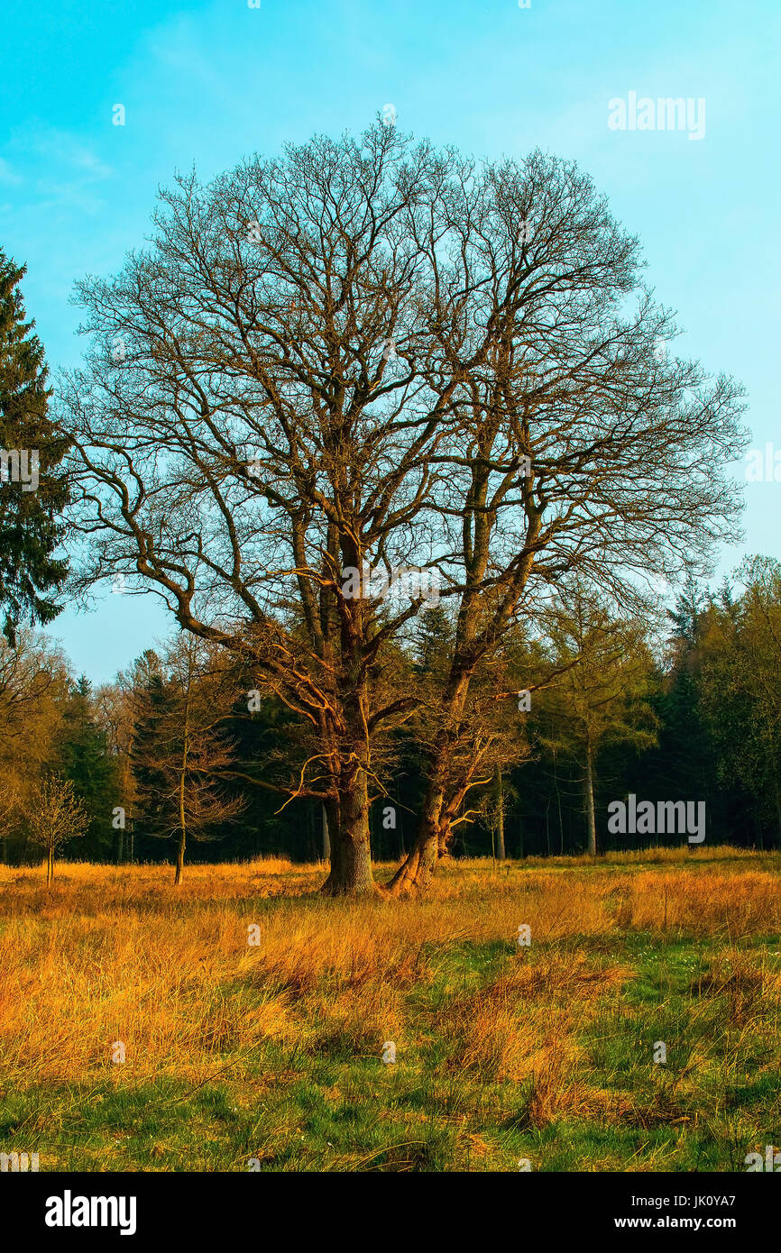 Oaken tree hi-res stock photography and images - Alamy