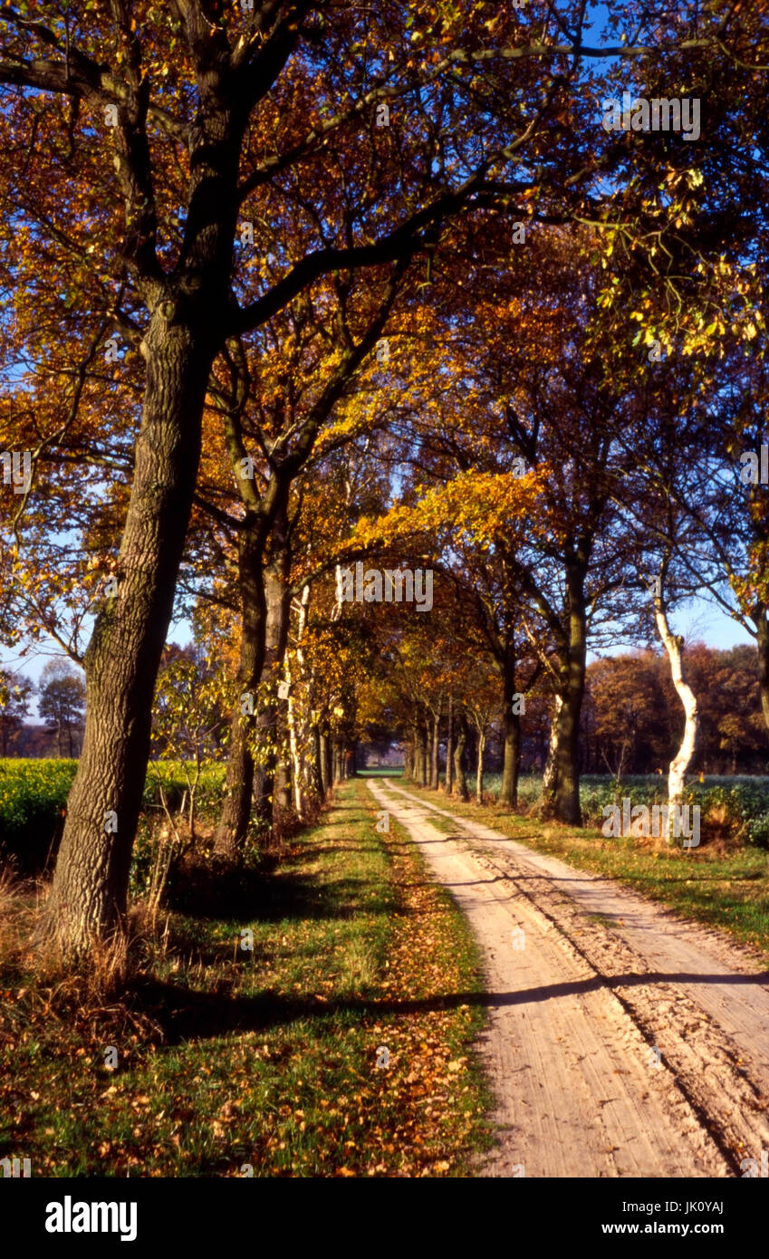 sandy country lane with autumnal calibrate and avenue of birches in the ...