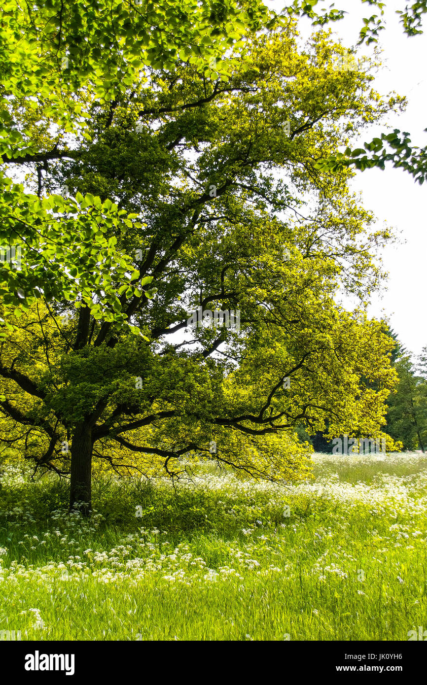 edge of the forest with OAK (quercus) and adjoining more blossoming ...