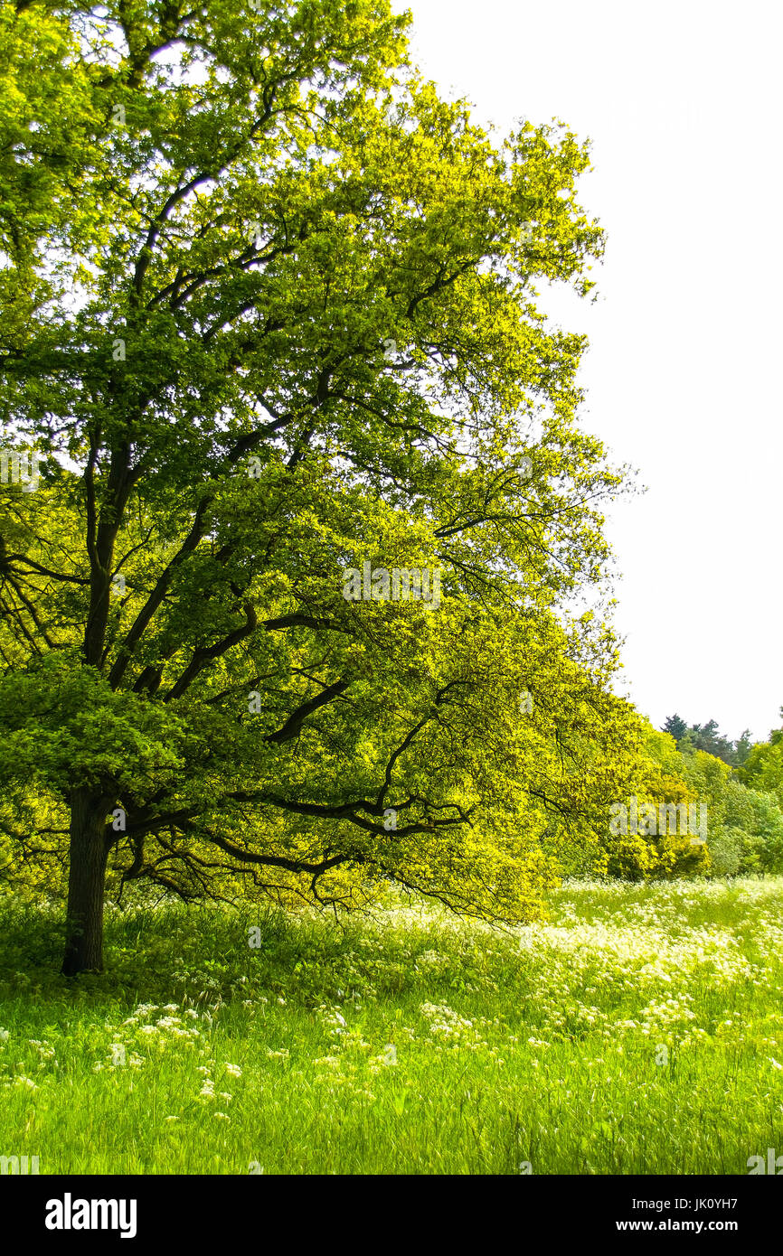 edge of the forest with OAK (quercus) and adjoining more blossoming ...