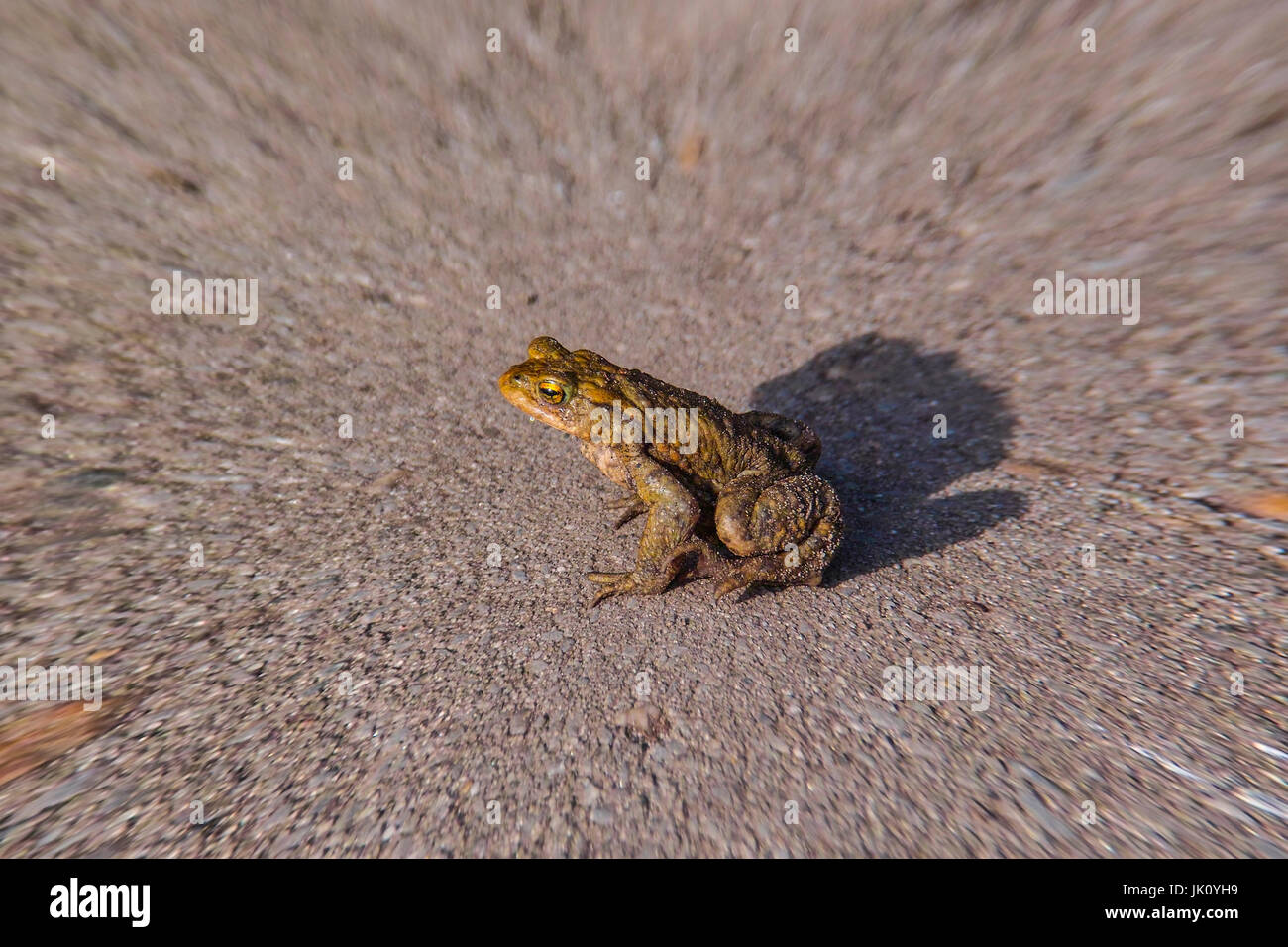 EARTH TOAD (bufo bufo) on spring peregrination. TOAD (bufo bufo ...