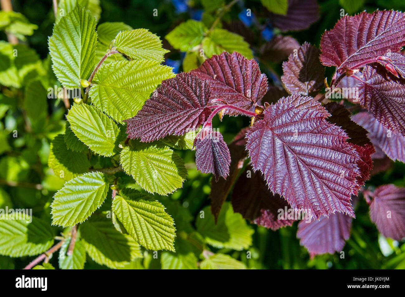 sprouting HAZELNUT BRANCHES of the red and green varieties. red and ...