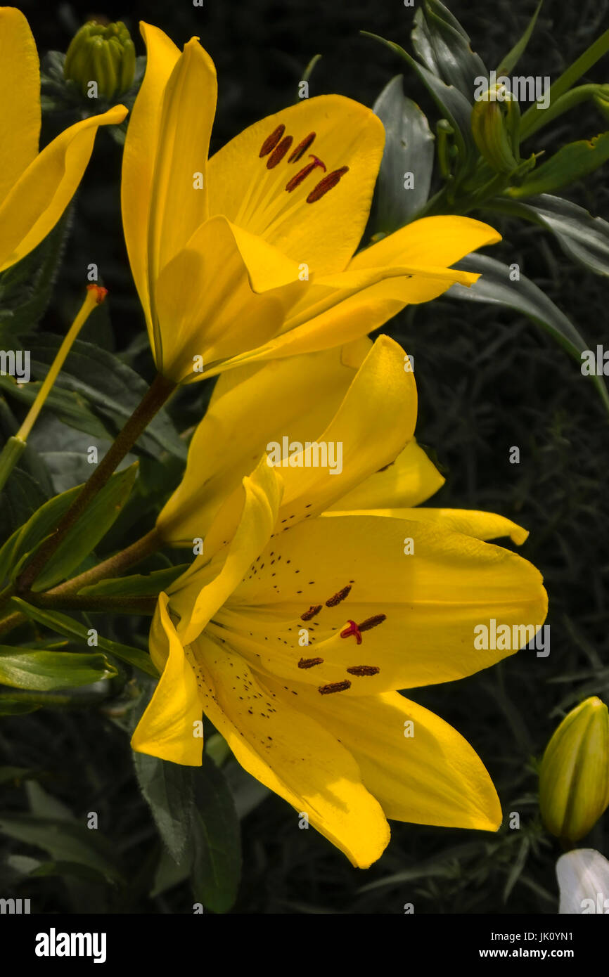 yellow lily-flower. yellow LILLY., gelbe LILIENBLUETEN. yellow LILLY ...
