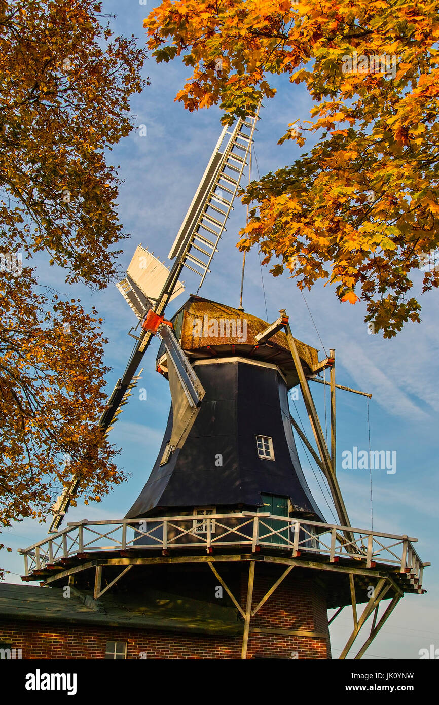 windmill behind autumnally coloured maple trees. windmill behind maple ...