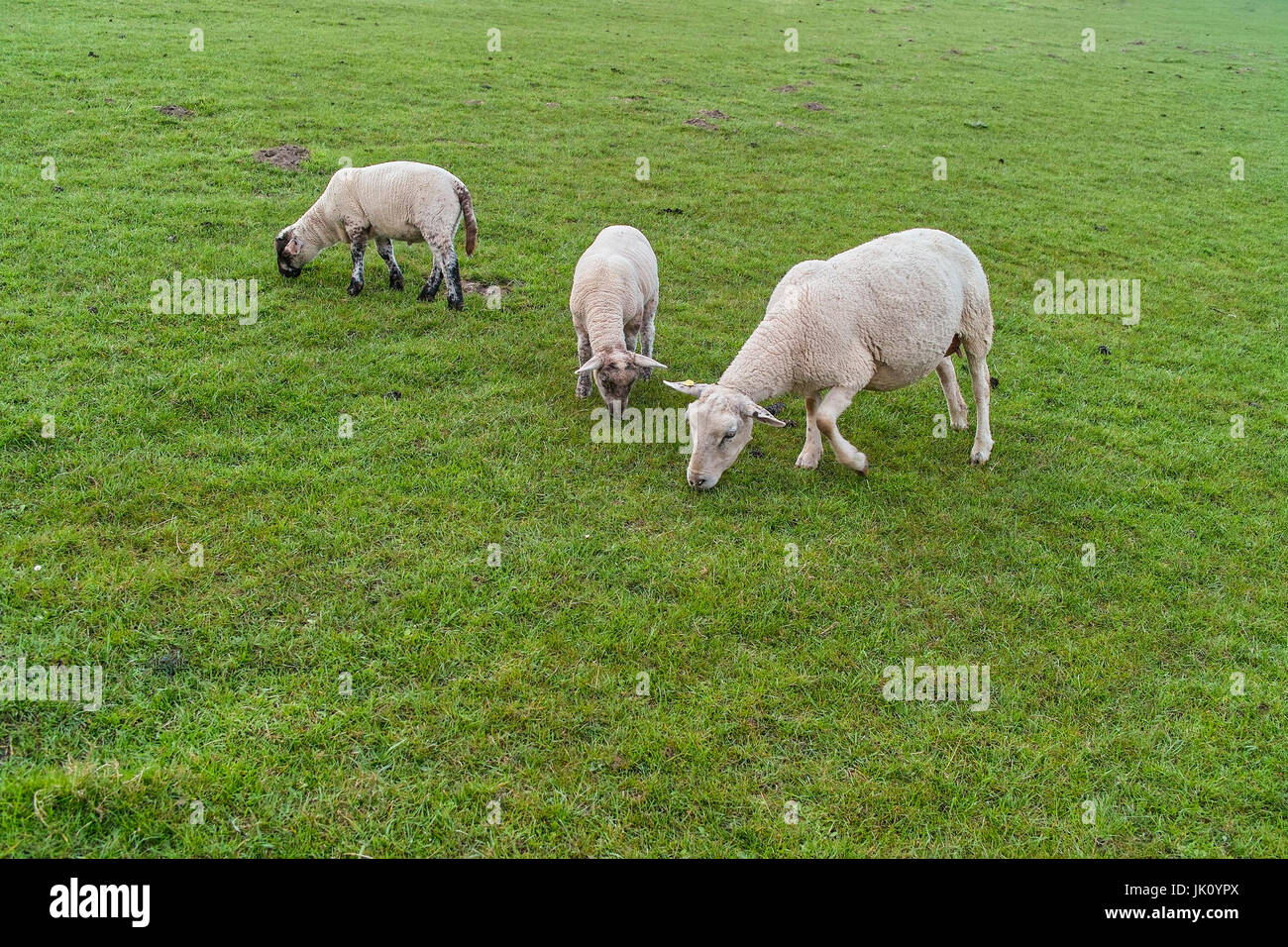 grazing DYKE SHEEP, mother animal with lambs. SHEEP, dam with two lambs ...