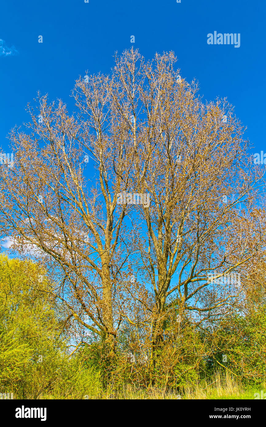 Grey poplar populus canescens hi-res stock photography and images - Alamy