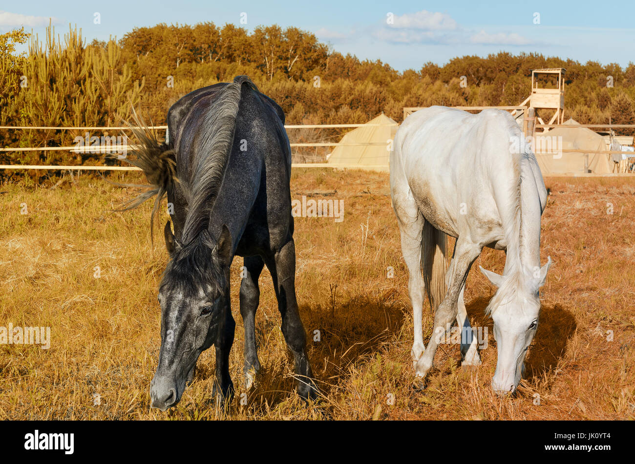 The horses in the paddock on a background of autumn Stock Photo - Alamy