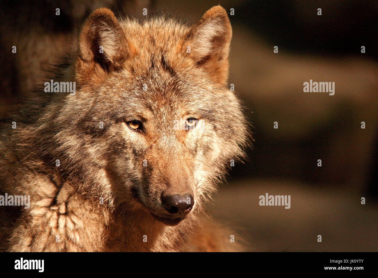Wolf - portrait, Wolf - Portrait Stock Photo - Alamy