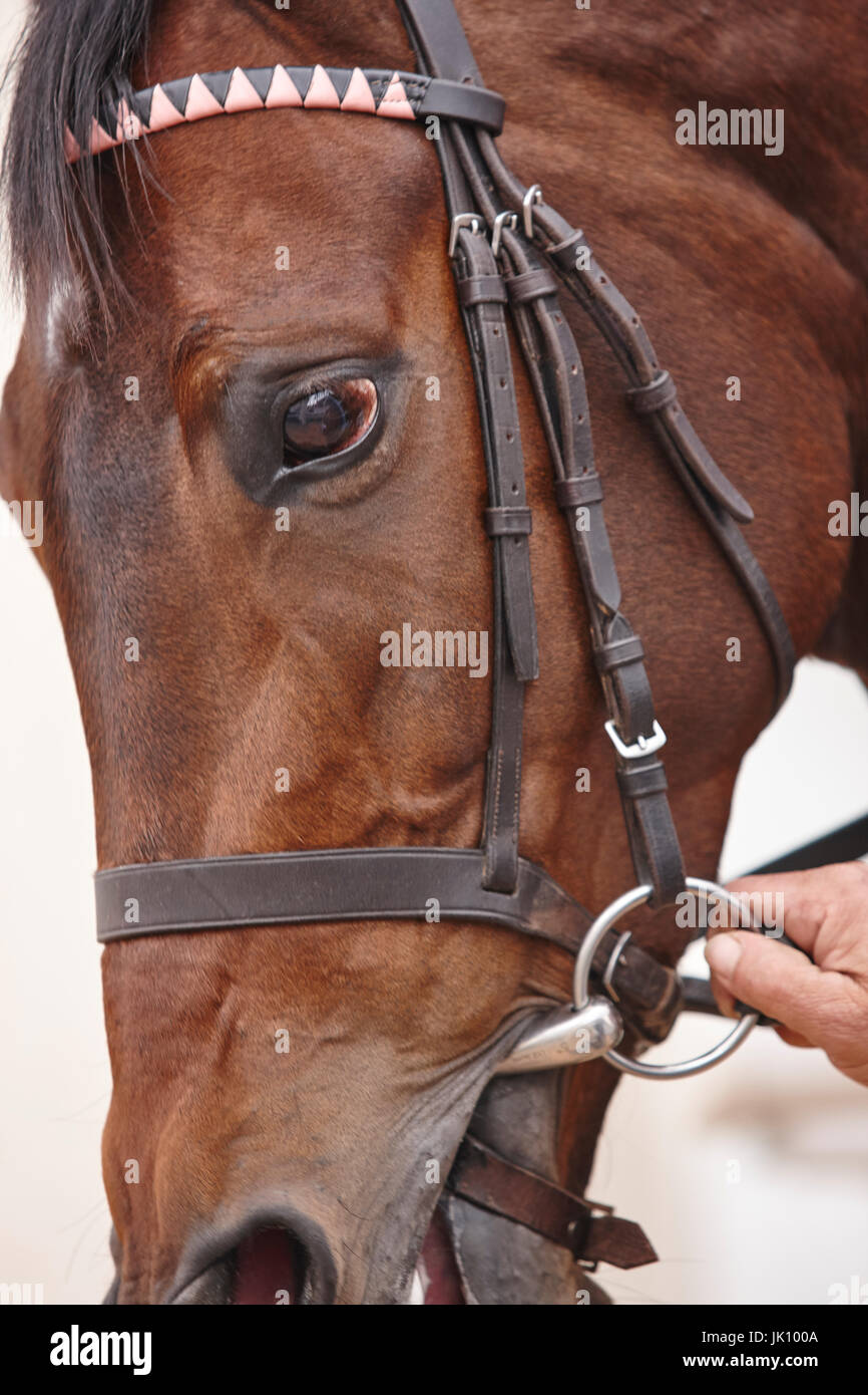 Race horse head ready to run. Paddock area. Vertical Stock Photo - Alamy