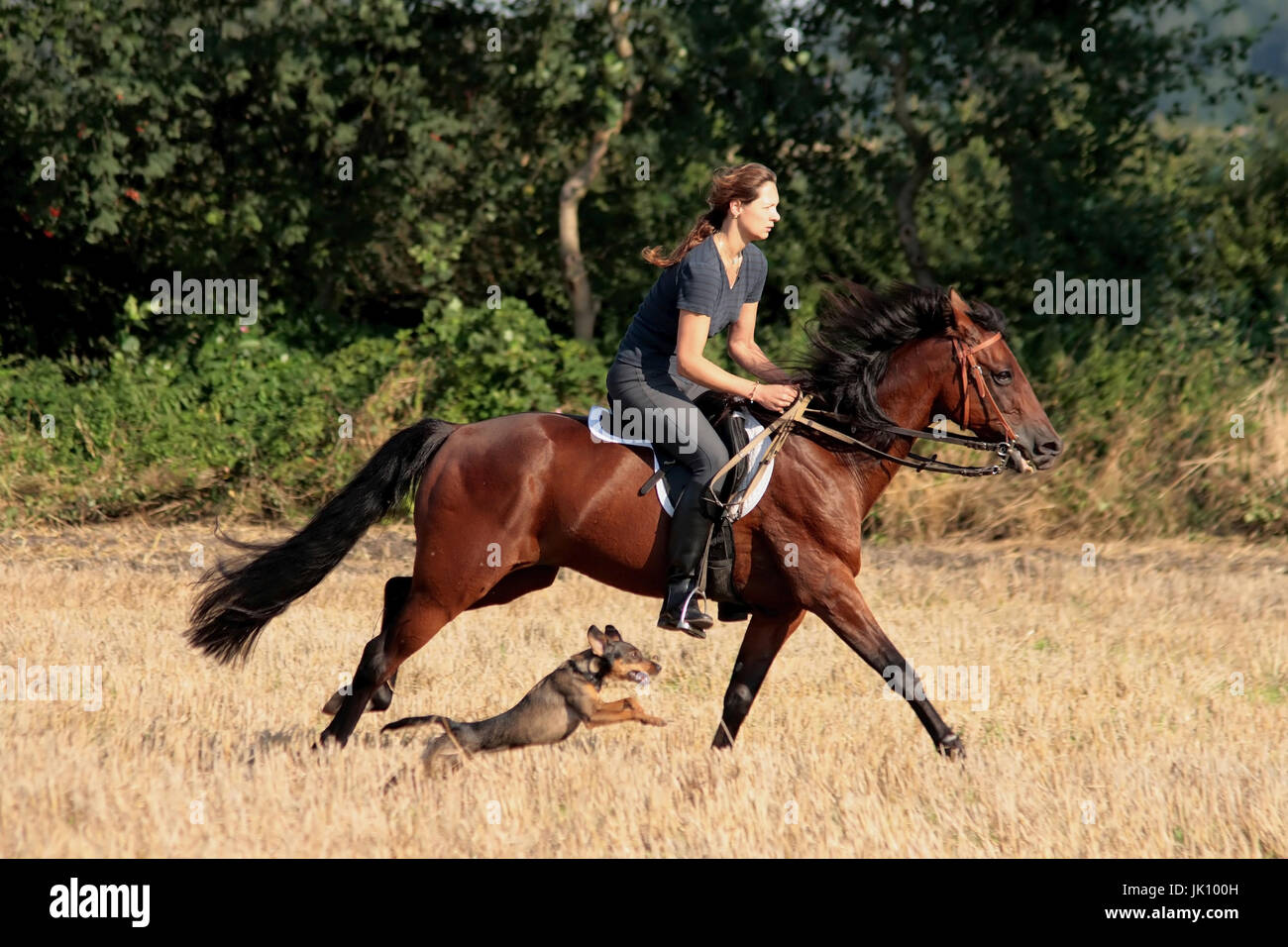 Reiterin hi-res stock photography and images - Alamy