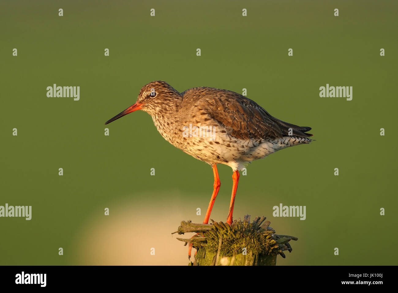 Tringa dead anus hi-res stock photography and images - Alamy