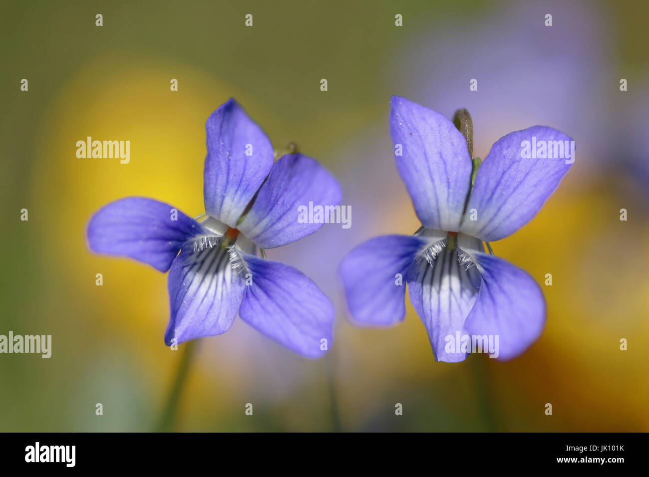 Violets , Veilchen Stock Photo - Alamy