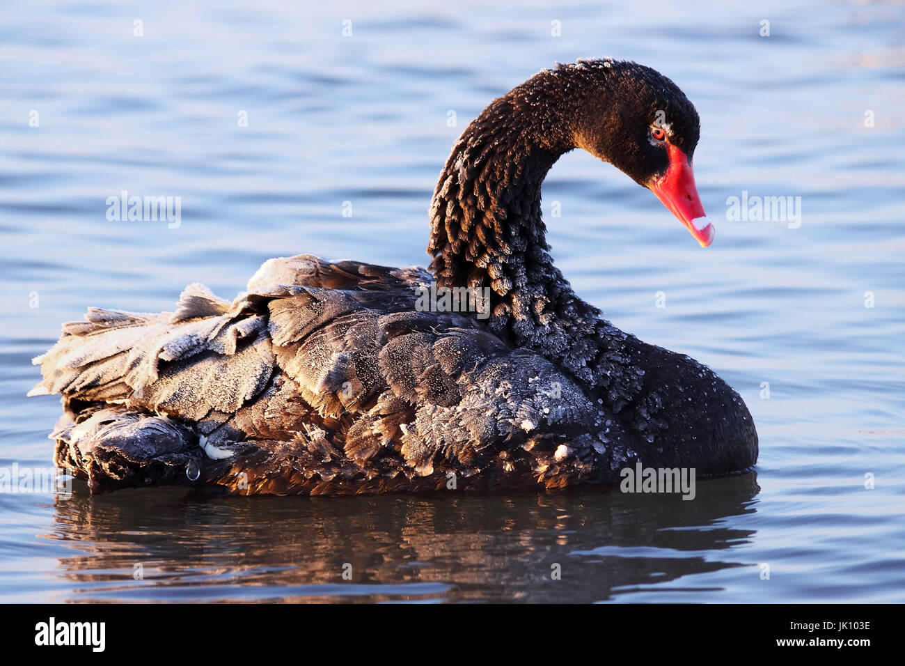 Iced up funereal swan, Vereister Trauerschwan Stock Photo - Alamy