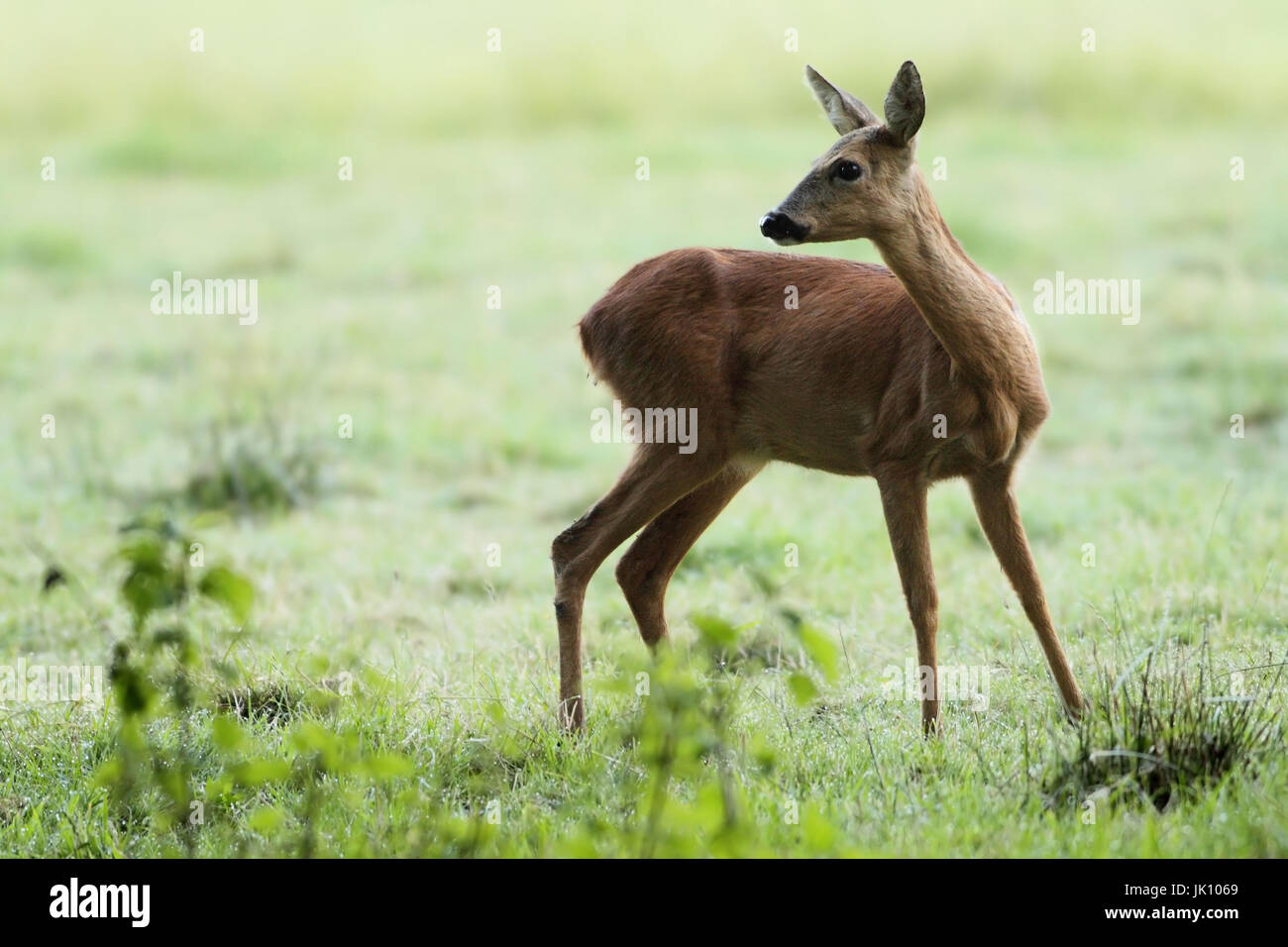 Roe deer in the early morning, Reh am frühen Morgen Stock Photo - Alamy