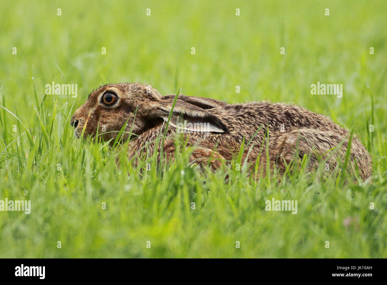 Hares in the field, Hasen im Feld Stock Photo - Alamy
