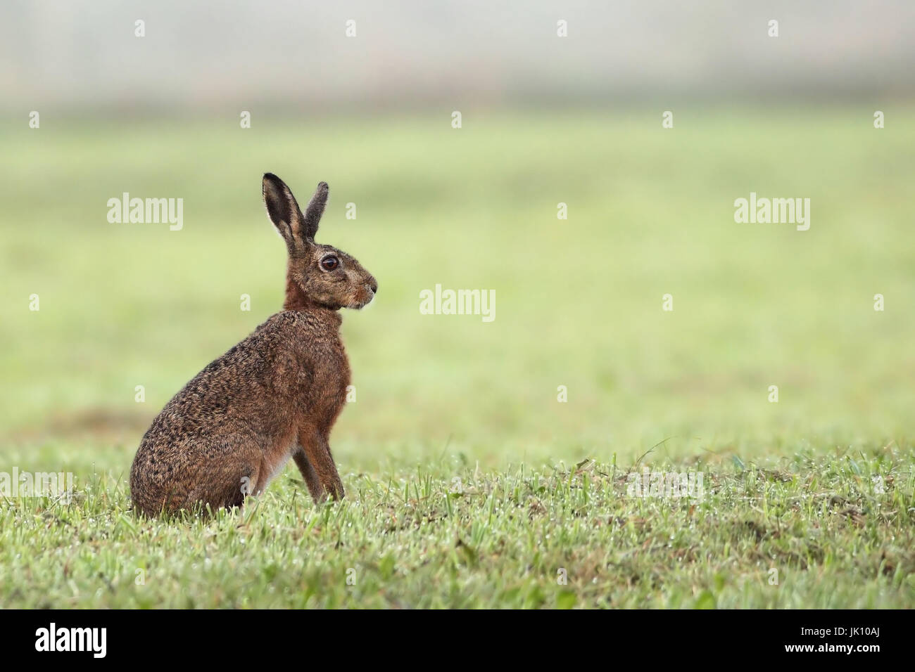 Hares in the field, Hasen im Feld Stock Photo - Alamy