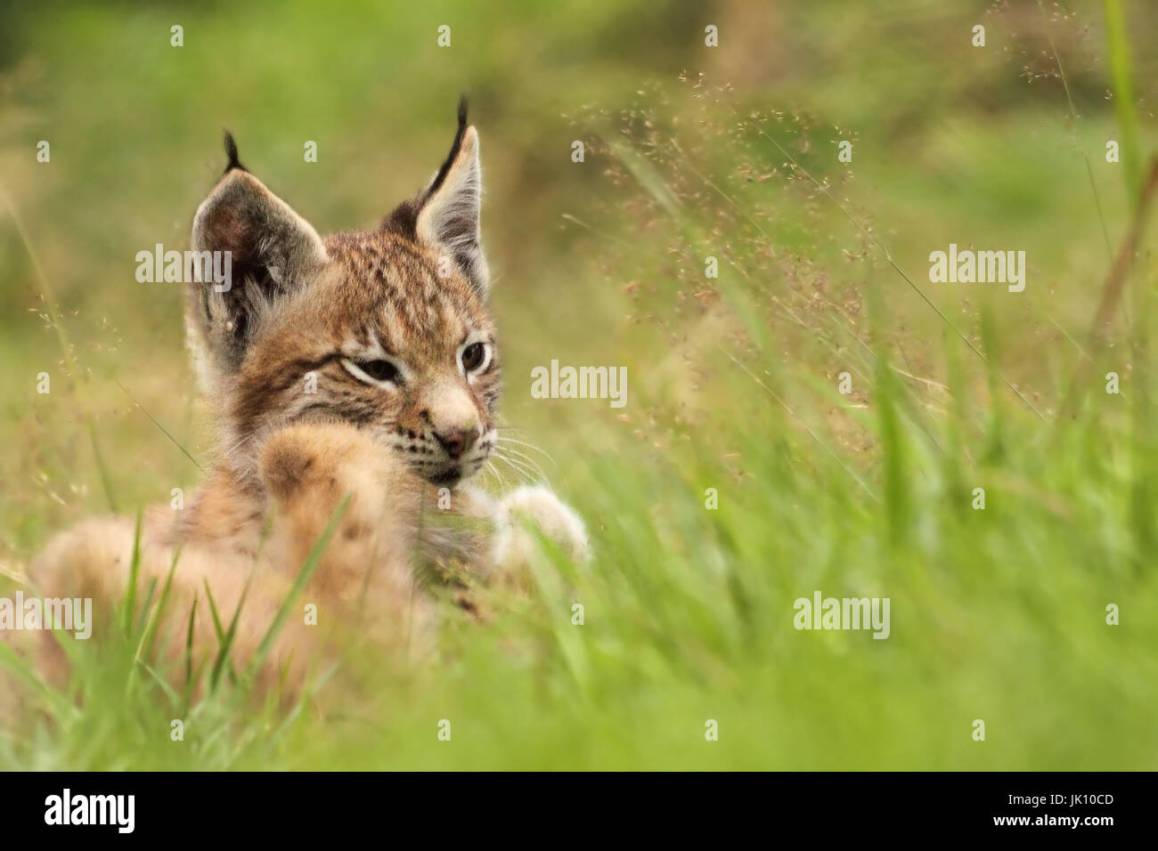 Luchs katze hi-res stock photography and images - Alamy