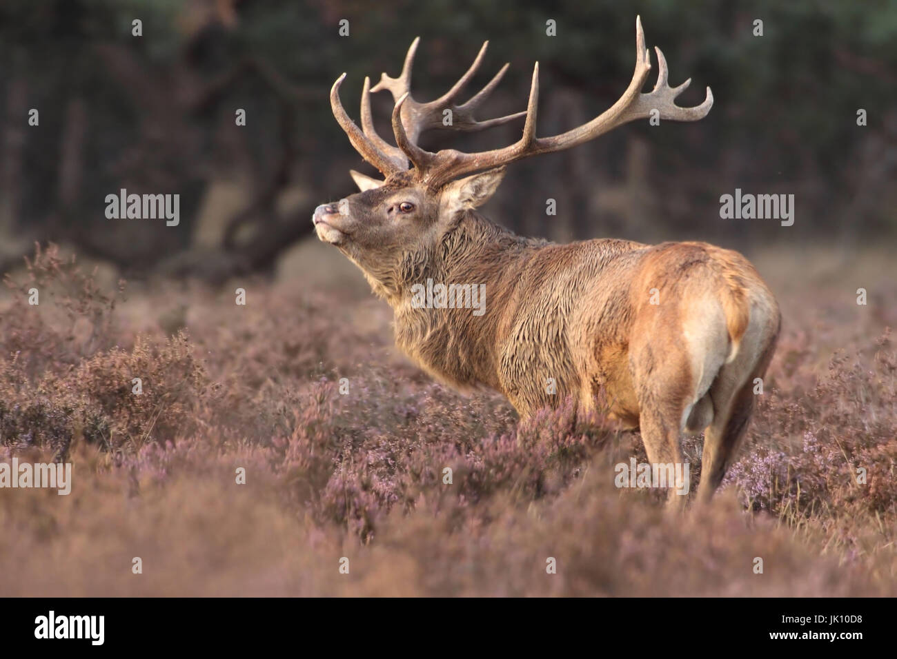 Hirsche hi-res stock photography and images - Alamy
