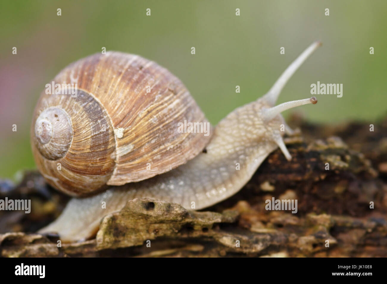 Weinbergschnecken hi-res stock photography and images - Alamy