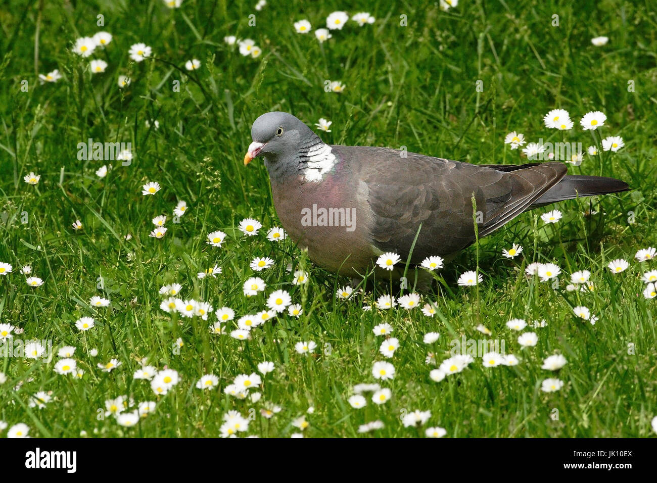 Ringlet pigeon hi-res stock photography and images - Alamy