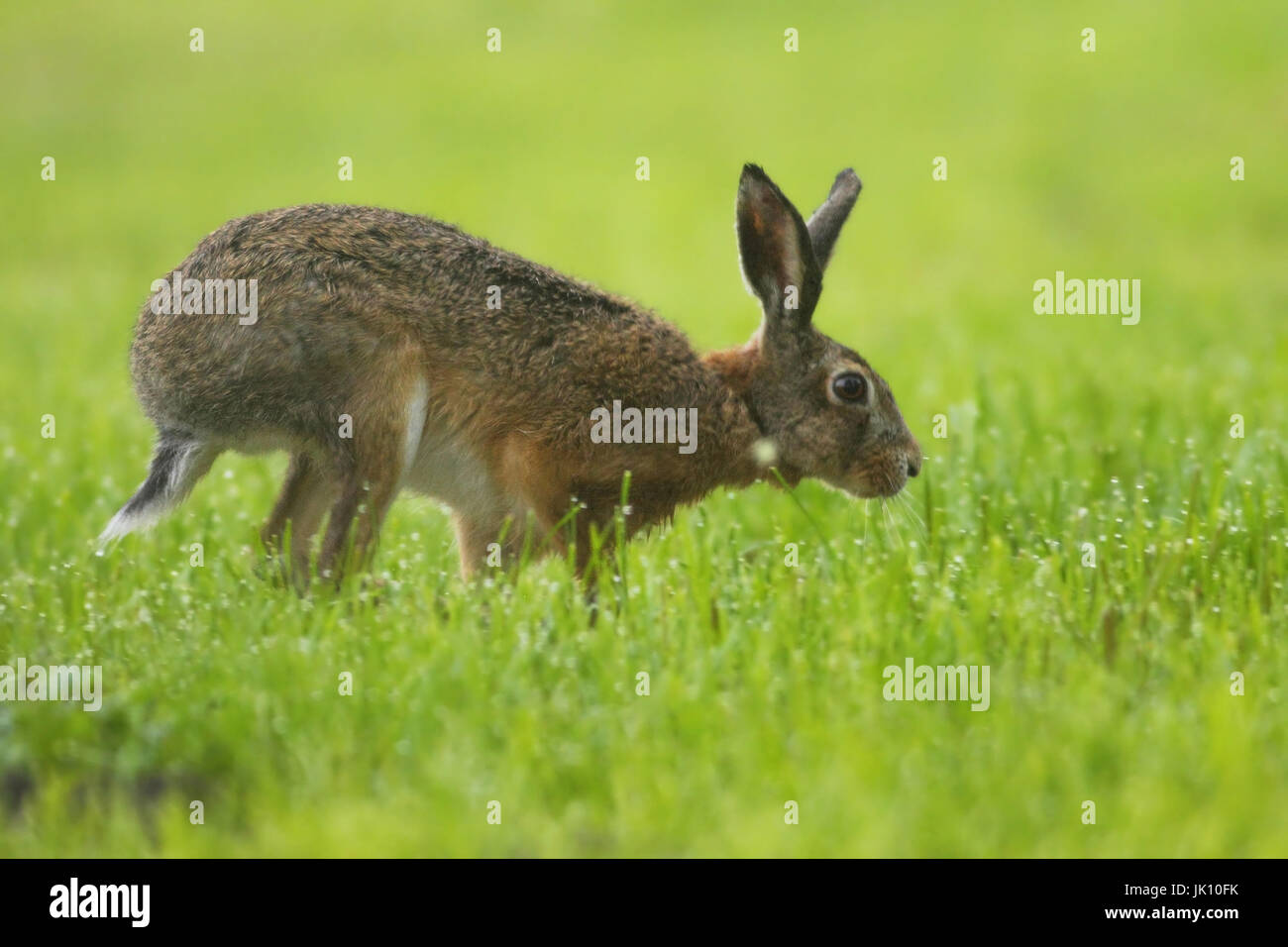 Hare in the field with the feed search, Hase im Feld bei der ...