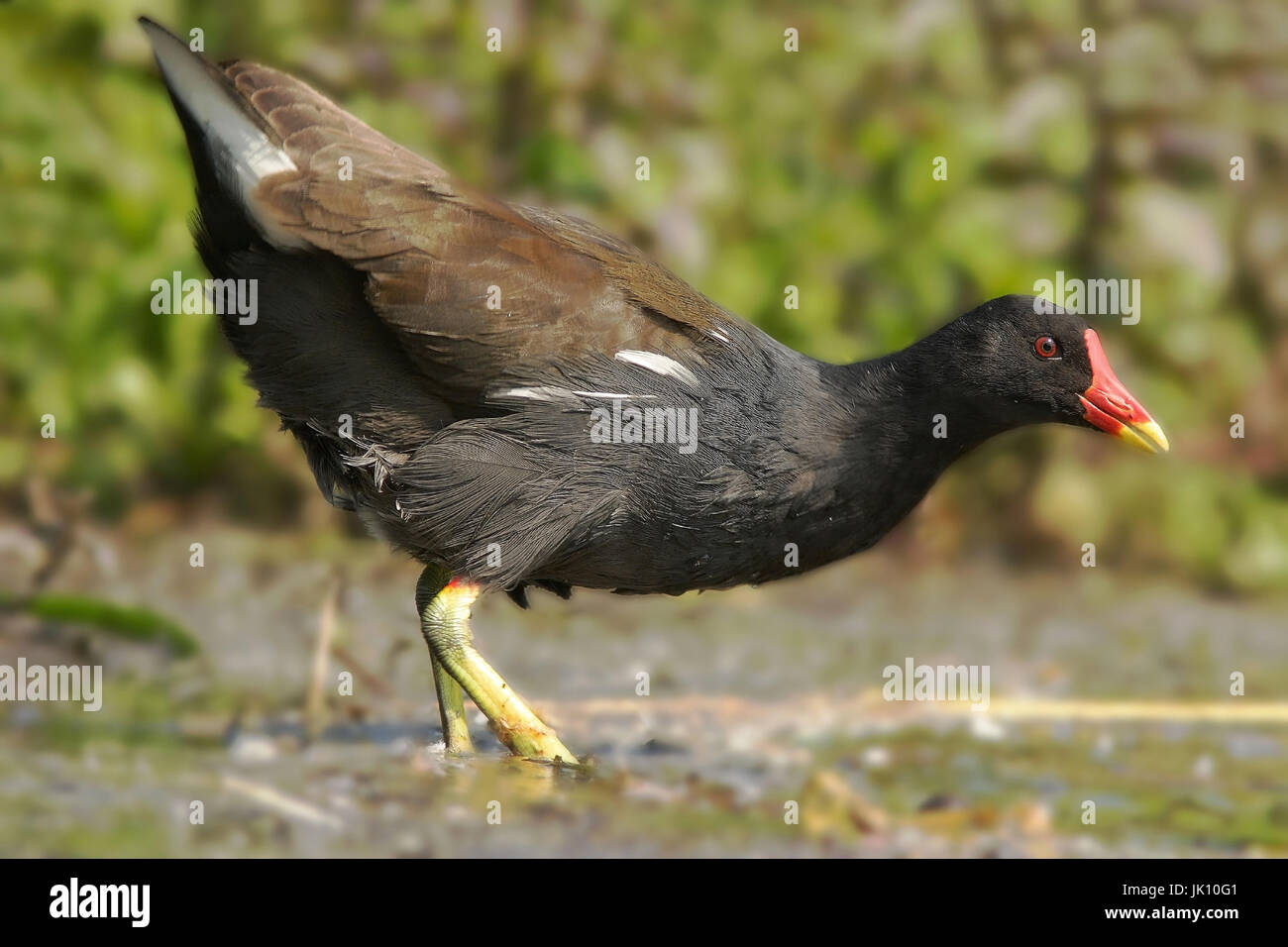 Pond chicken with the feed search, Teichhuhn bei der Futtersuche Stock ...